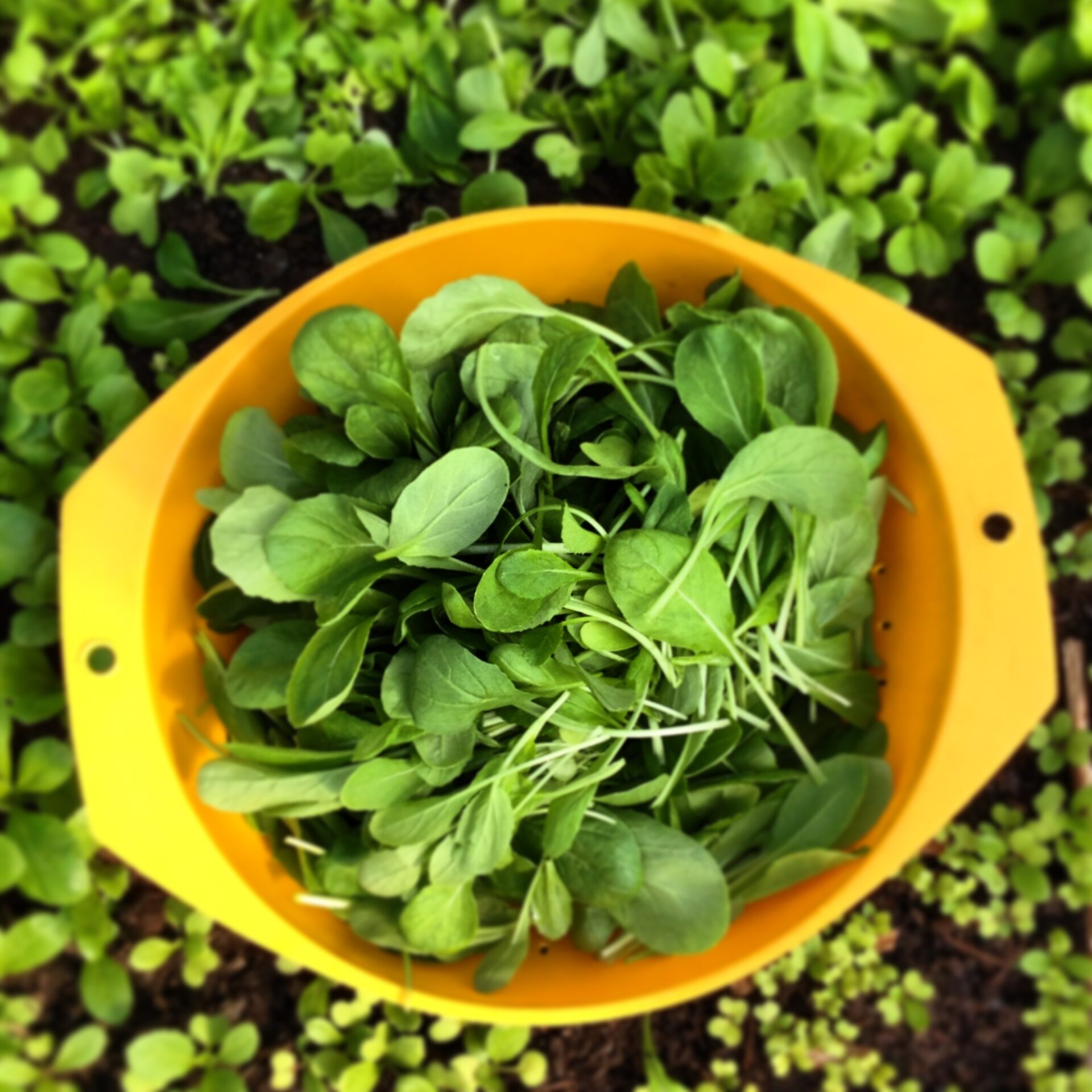 MCG Supper Club - Mill City Grows